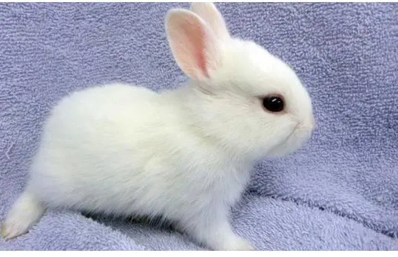 20 Interesting Facts About Rabbits - NSF News and Magazine