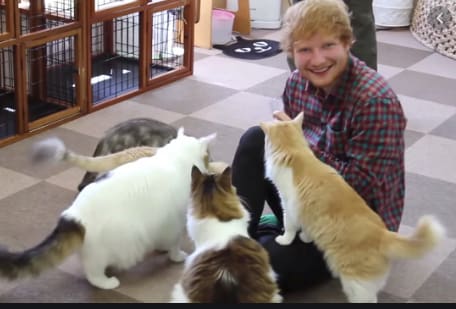 Ed Sheeran With Animals 30 Photos - NSF News