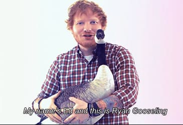 Ed Sheeran With Animals 30 Photos - NSF News