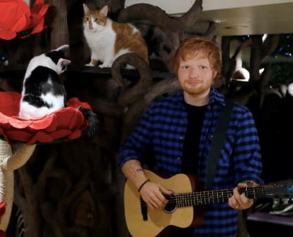 Ed Sheeran With Animals 30 Photos - NSF News