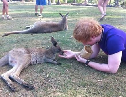 Ed Sheeran With Animals 30 Photos - NSF News