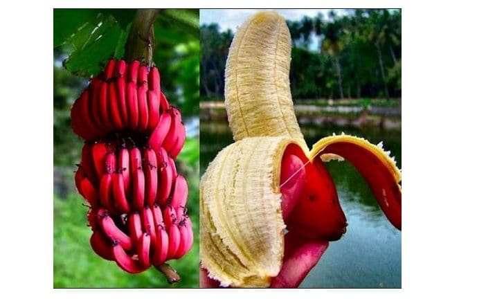Benefits of Red Banana (What is Red Banana?) - NSF News
