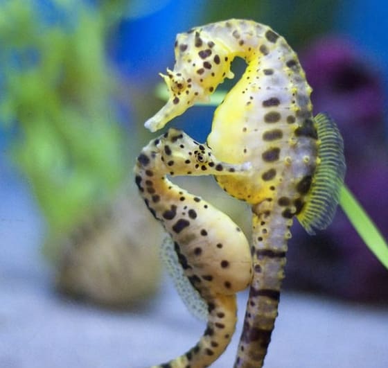 10 Amazing Features of Animals We Didn't Know - NSF News