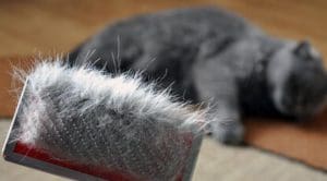 How to Clean Cat Fur? - NSF Tech