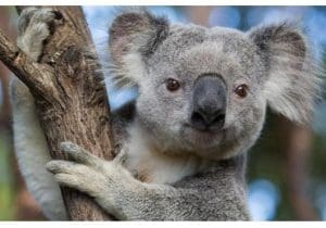 25 Fascinating Facts About Koalas - NSF News