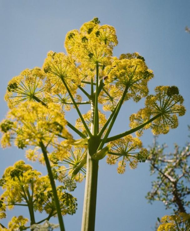 Why Do Plants Become Extinct? 7 Extinct Plants in History - NSF Tech