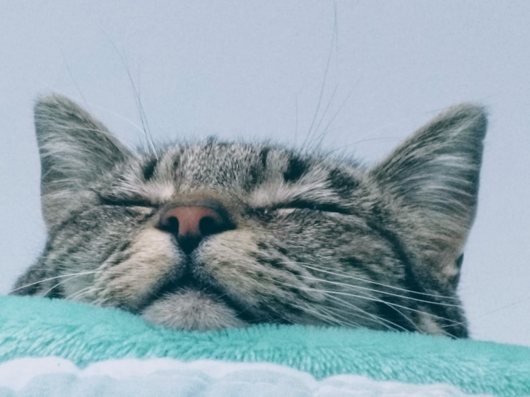 Understanding Why Cats Snore: Insights into Feline Sleep Patterns - NSF ...