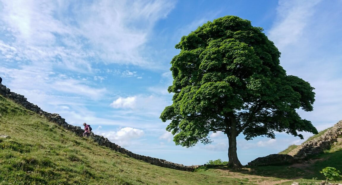 30 Remarkable Facts About the Sycamore Gap Tree: England’s Fallen Icon ...