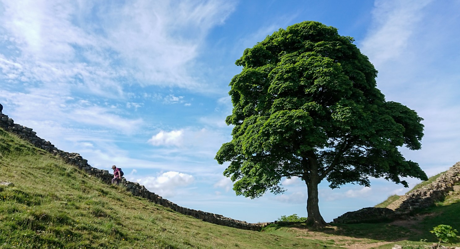 30 Remarkable Facts About the Sycamore Gap Tree: England’s Fallen Icon ...