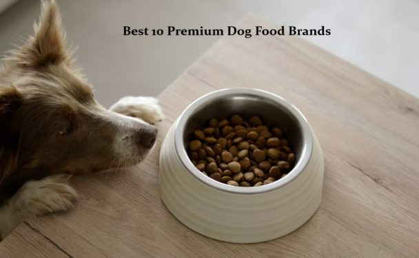 Best 10 Premium Dog Food Brands for Active Breeds in 2026 - NSF Tech